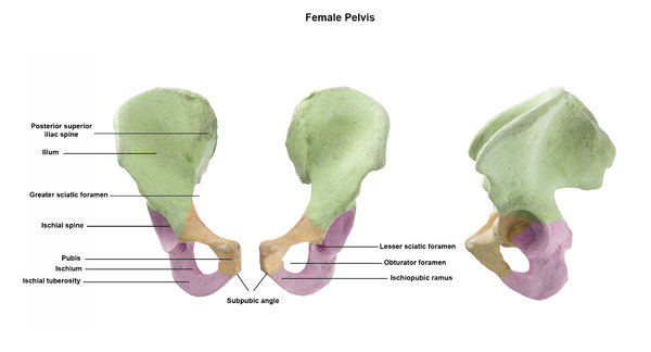 Real Human Woman Skelett Knochen Anatomie Mit Bandscheiben 01 Weiß 3D ...