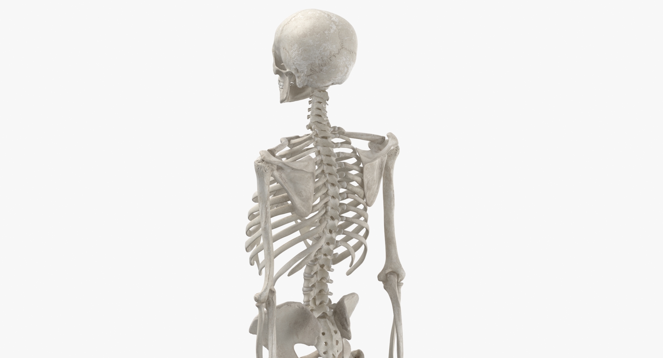 3D human woman skeleton bones model - TurboSquid 1657181