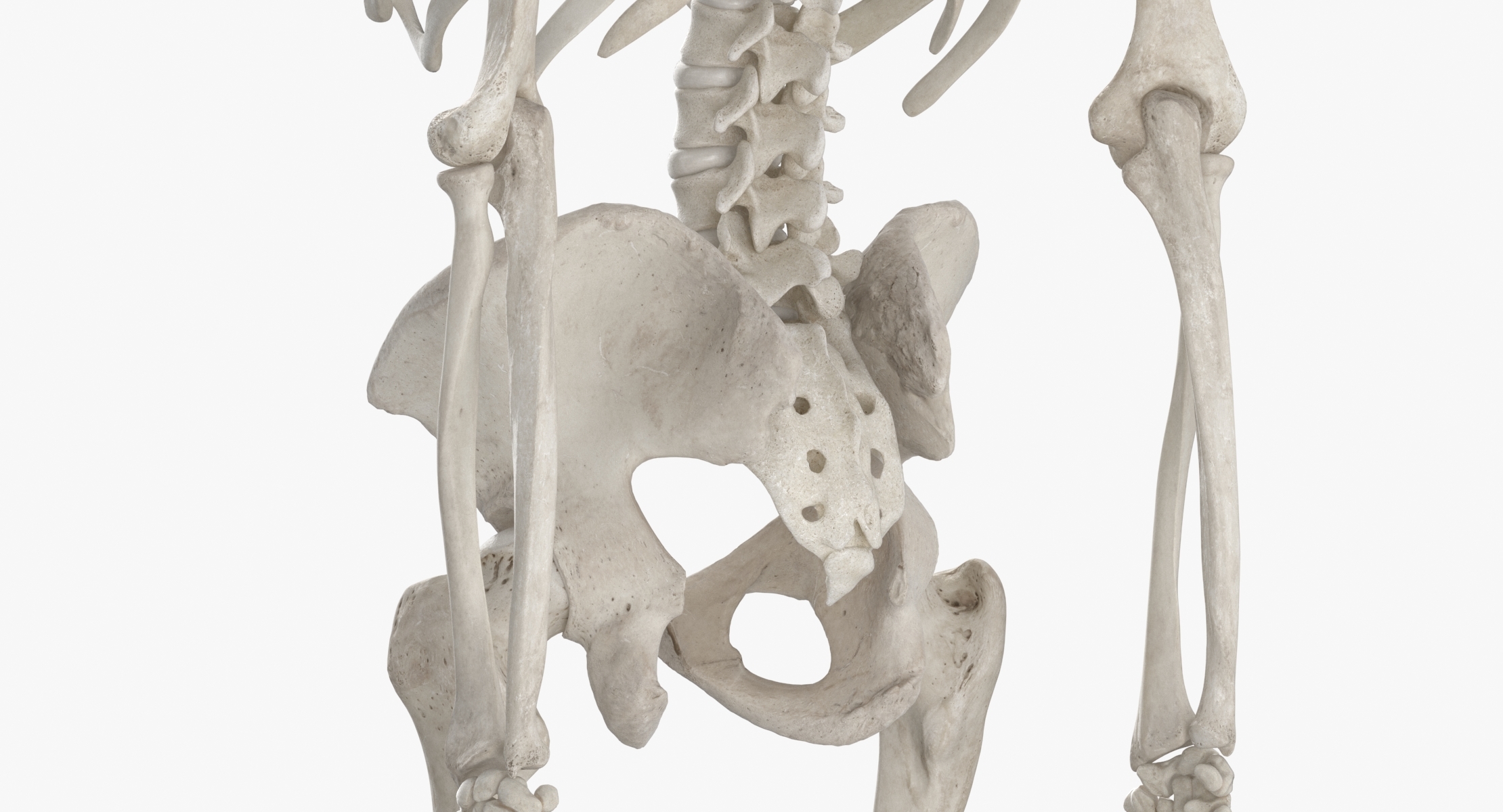 3D human woman skeleton bones model - TurboSquid 1657181