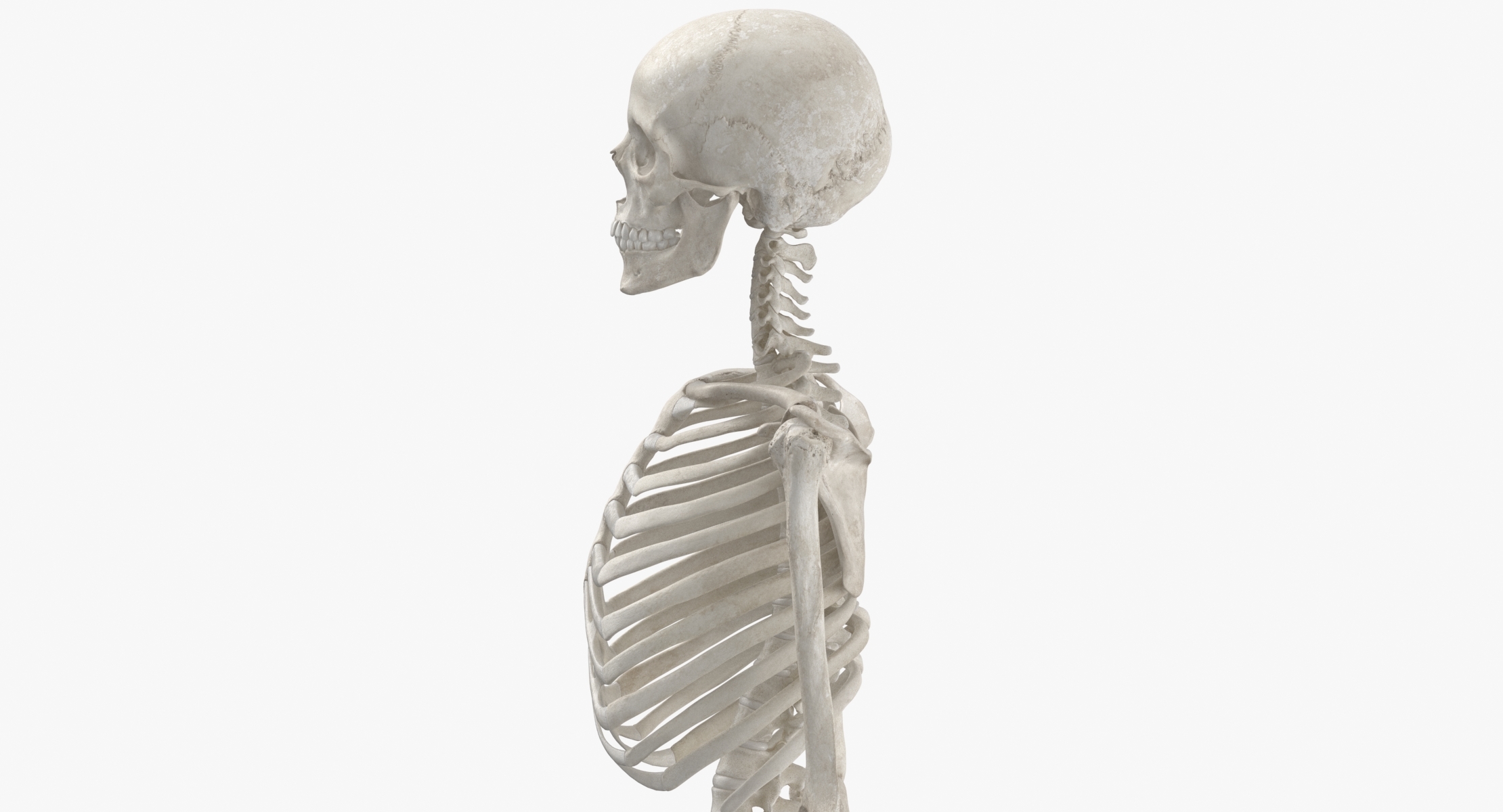 3D human woman skeleton bones model - TurboSquid 1657181