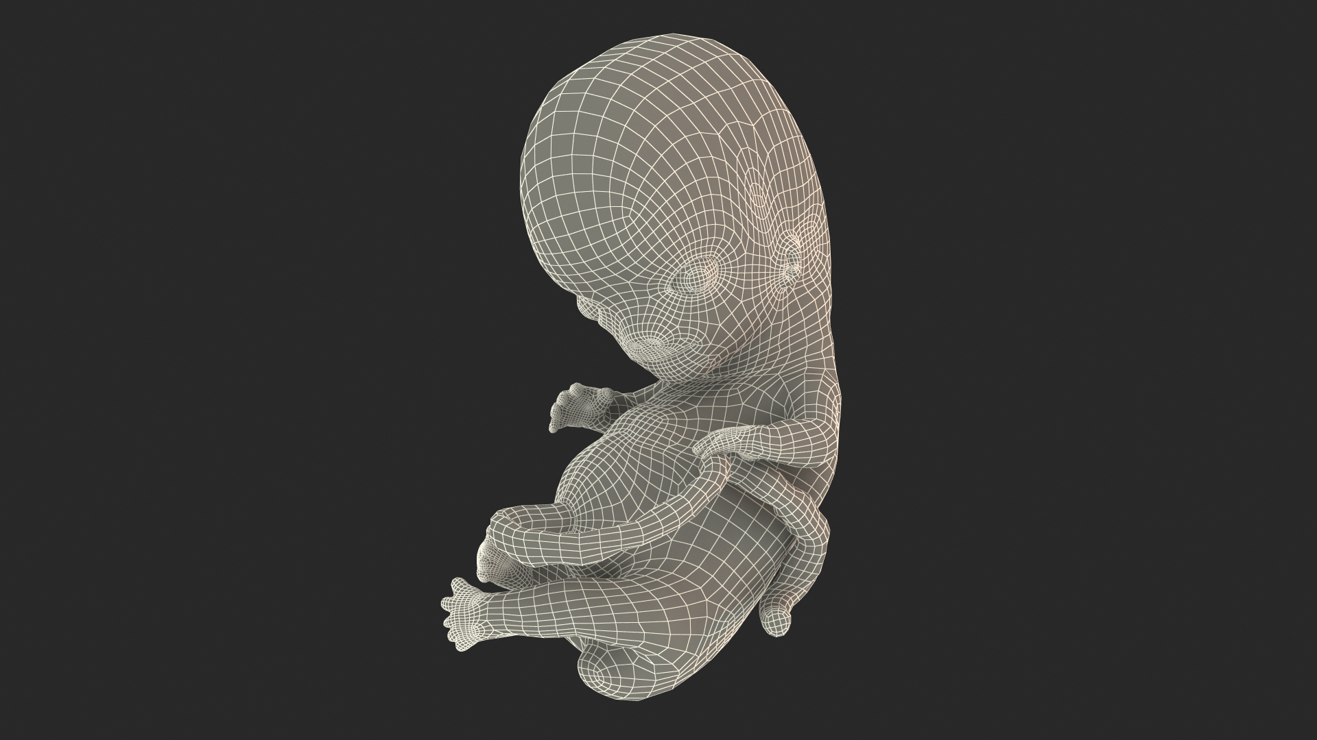 Human embryo 8 weeks 3D model - TurboSquid 1661247