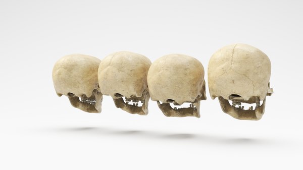 Human skull set 3D - TurboSquid 1662752