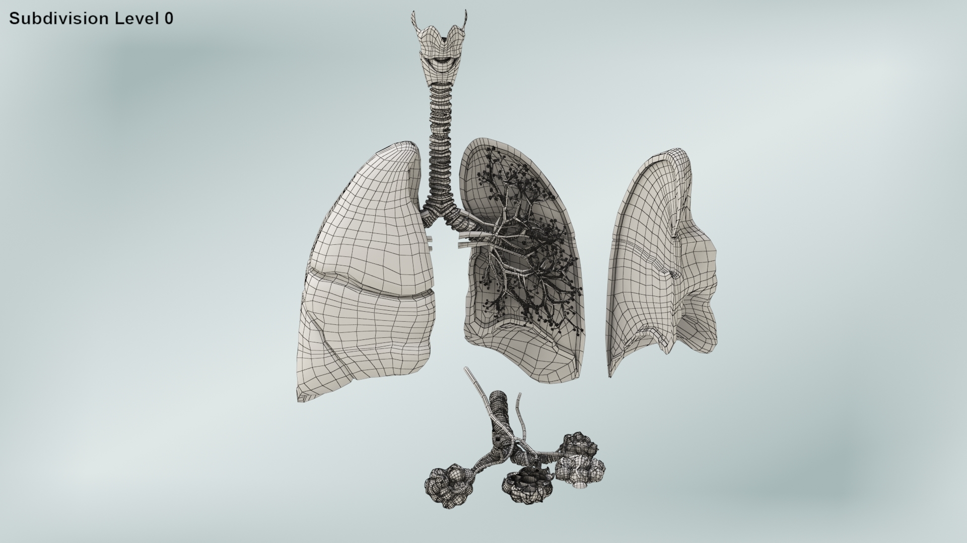 Anatomy lungs 3D - TurboSquid 1663595