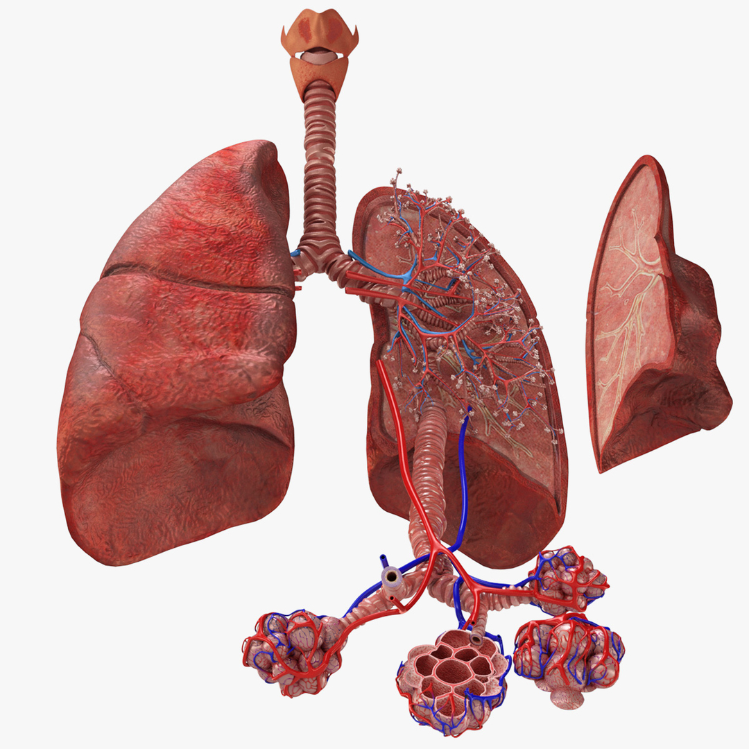 Anatomy lungs 3D - TurboSquid 1663595