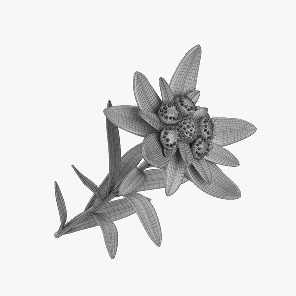 Edelweiss Modelo 3D - TurboSquid 1664515