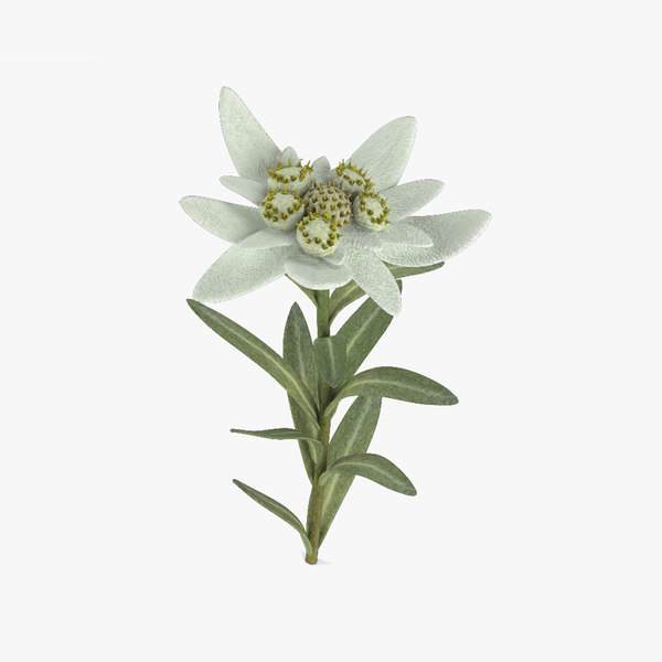 Edelweiss Modelo 3D - TurboSquid 1664515