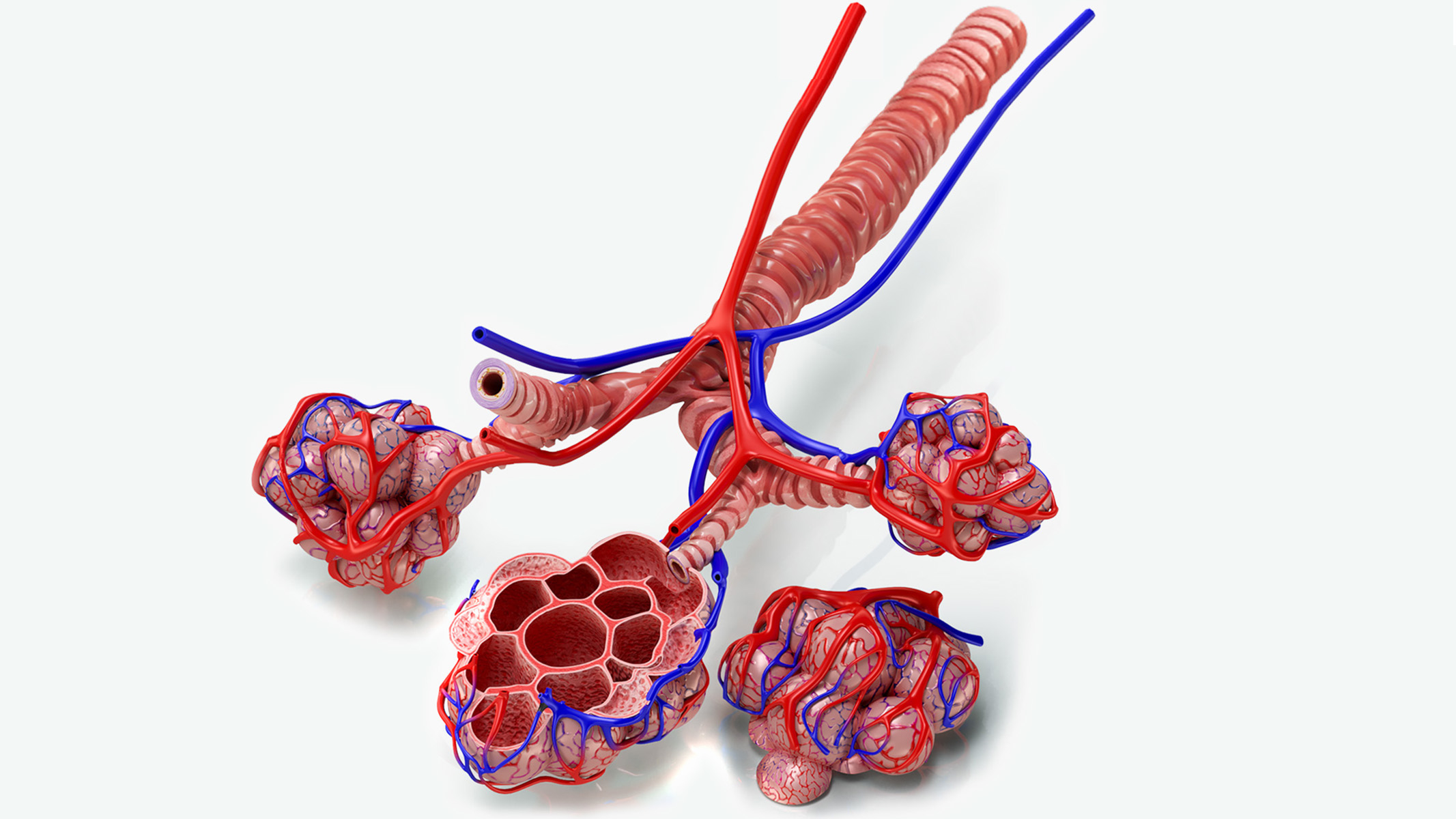 Bronchi alveoli anatomical crosssection 3D - TurboSquid 1663022