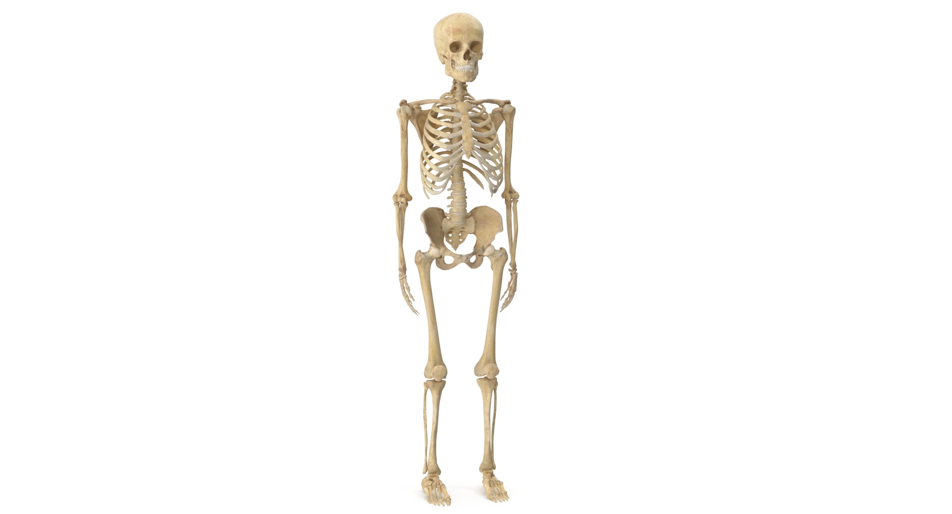 Real human woman skeleton bones 3D model - TurboSquid 1667202