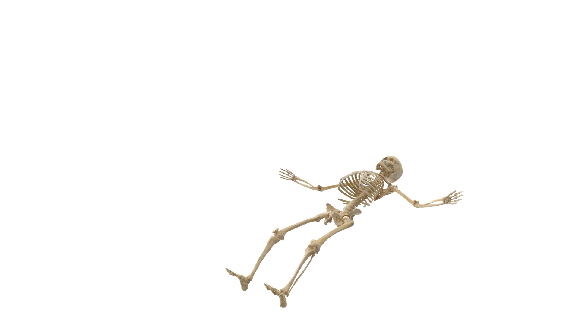 Real human woman skeleton bones 3D model - TurboSquid 1667202