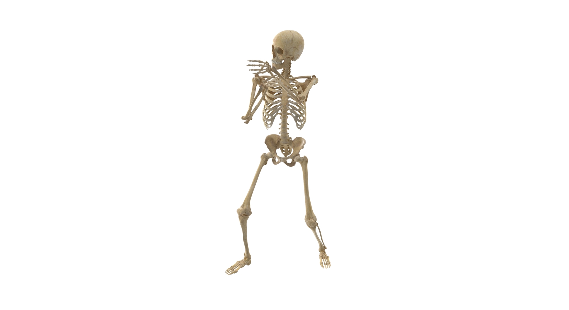 Real human woman skeleton bones 3D model - TurboSquid 1667202