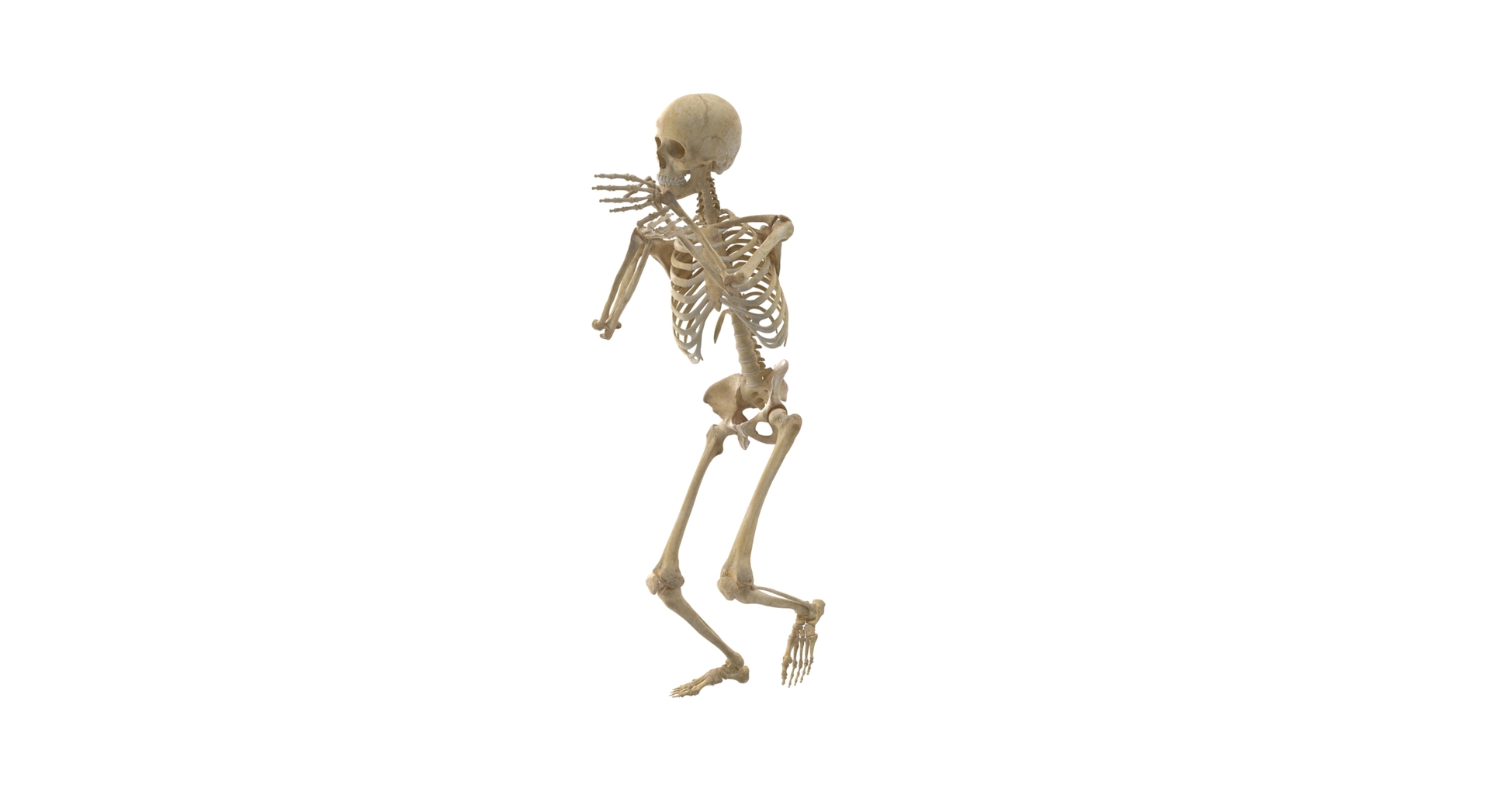 Real human woman skeleton bones 3D model - TurboSquid 1667202