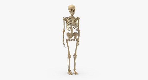 Real human woman skeleton bones 3D model - TurboSquid 1667202