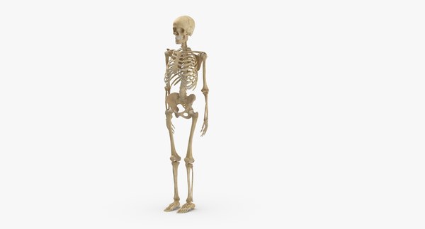 Real human woman skeleton bones 3D model - TurboSquid 1667202