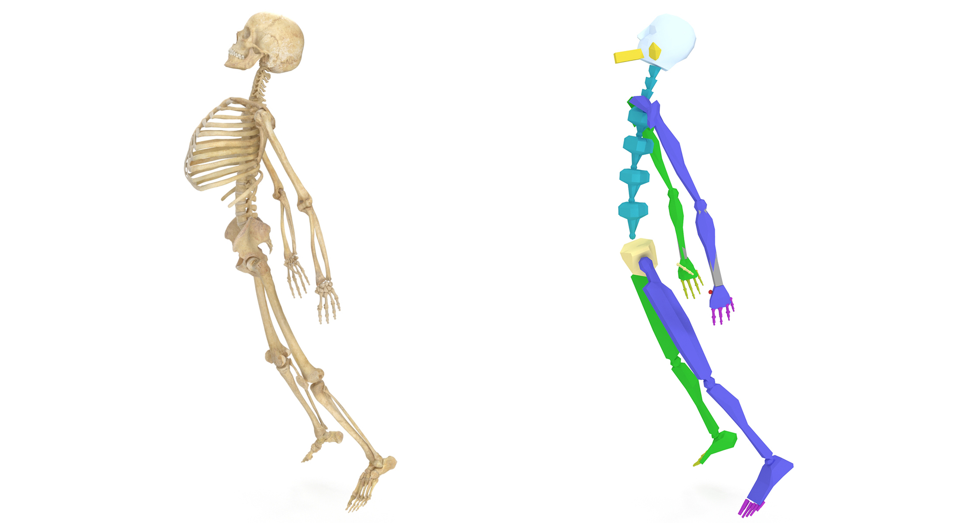 Real human woman skeleton bones 3D model - TurboSquid 1667202