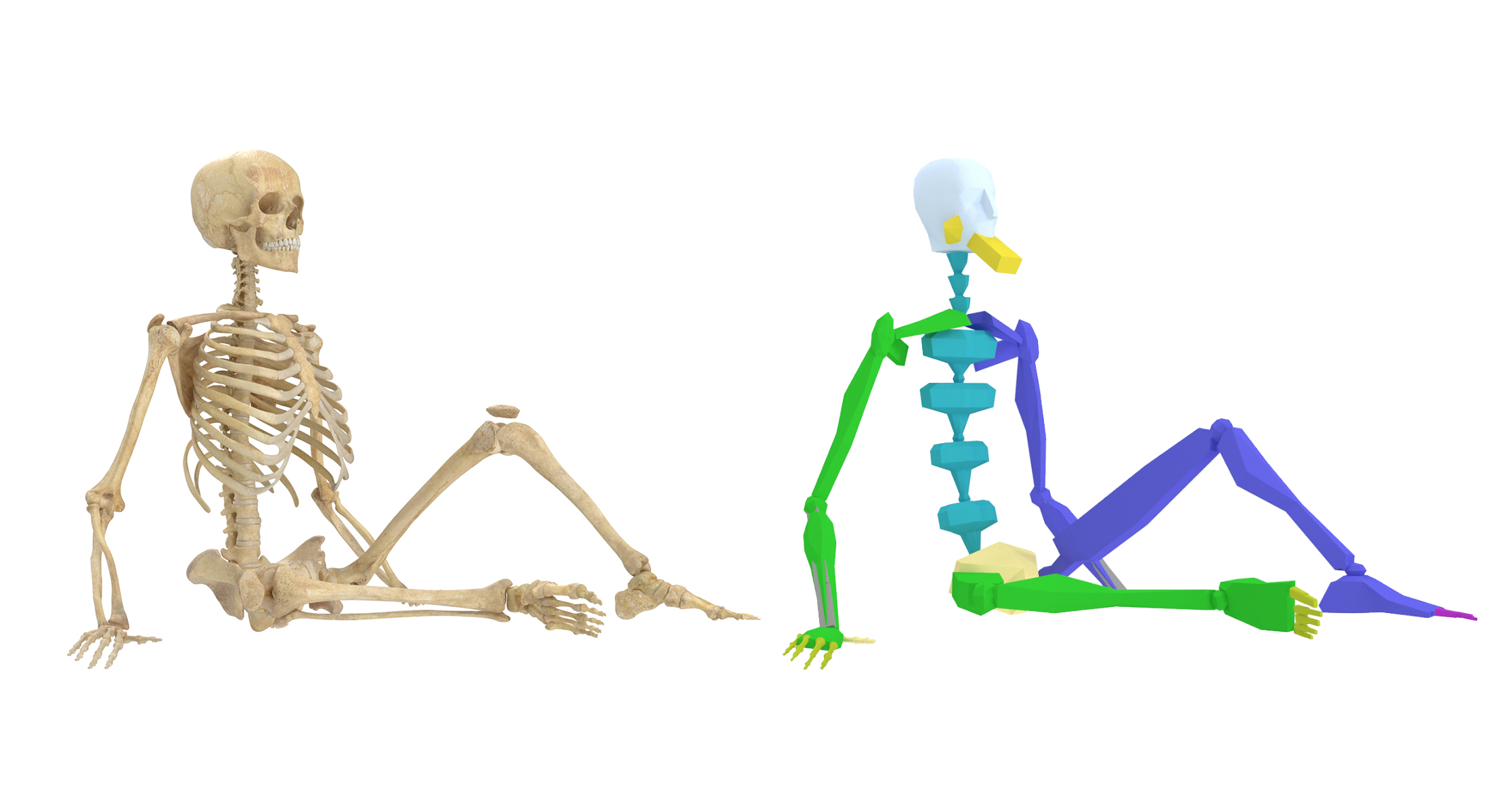 Real human woman skeleton bones 3D model - TurboSquid 1667202