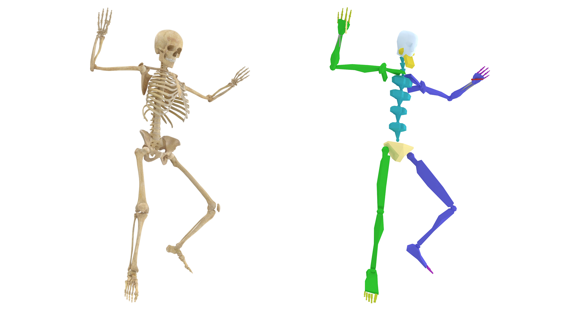 Real human woman skeleton bones 3D model - TurboSquid 1667202