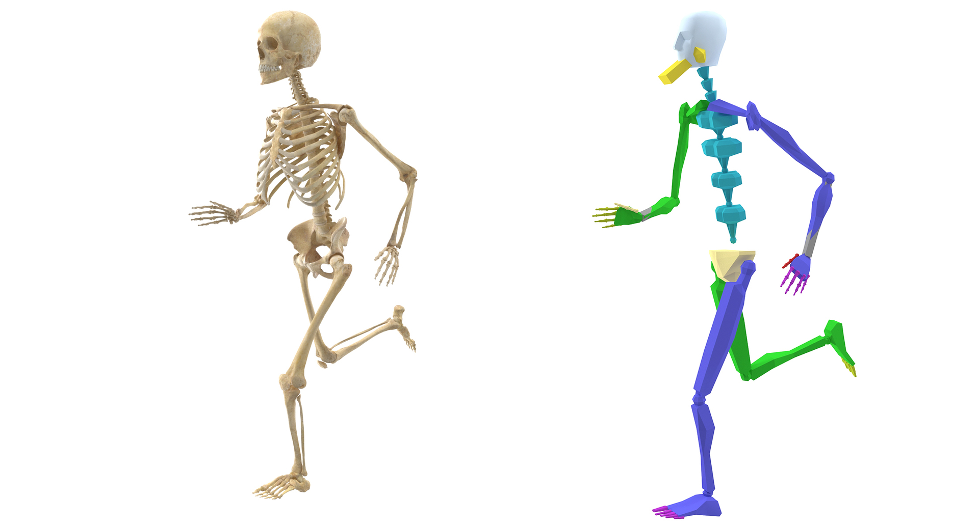 Real human woman skeleton bones 3D model - TurboSquid 1667202