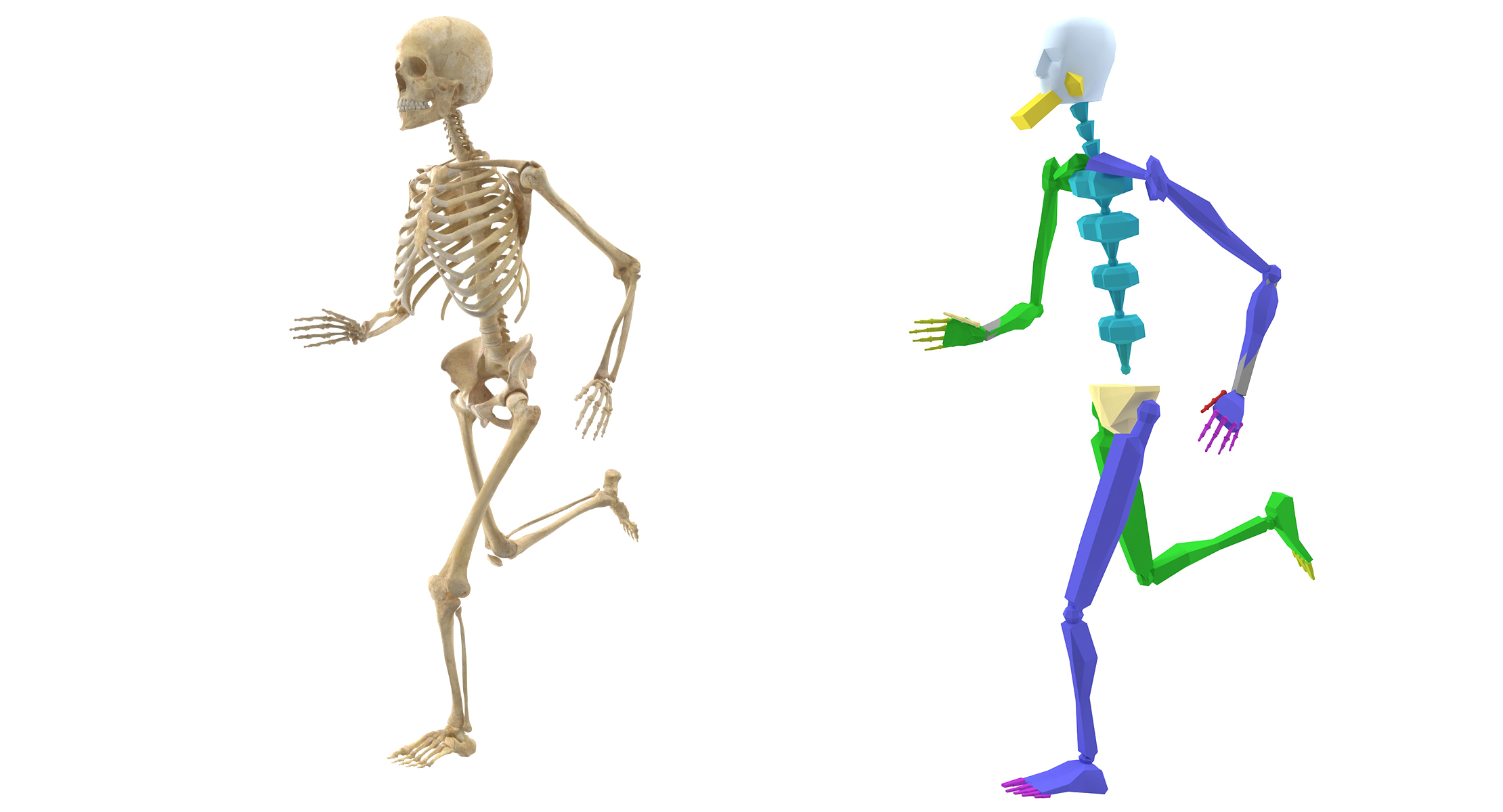 Real human woman skeleton bones 3D model - TurboSquid 1667202