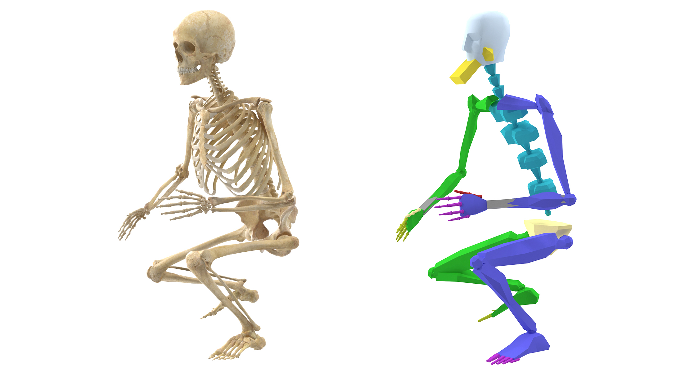 Real human woman skeleton bones 3D model - TurboSquid 1667202