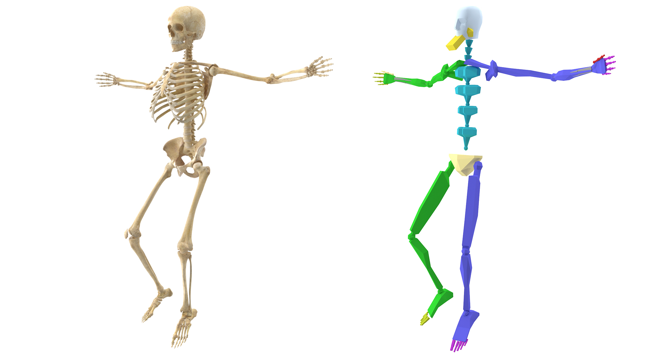 Real human woman skeleton bones 3D model - TurboSquid 1667202