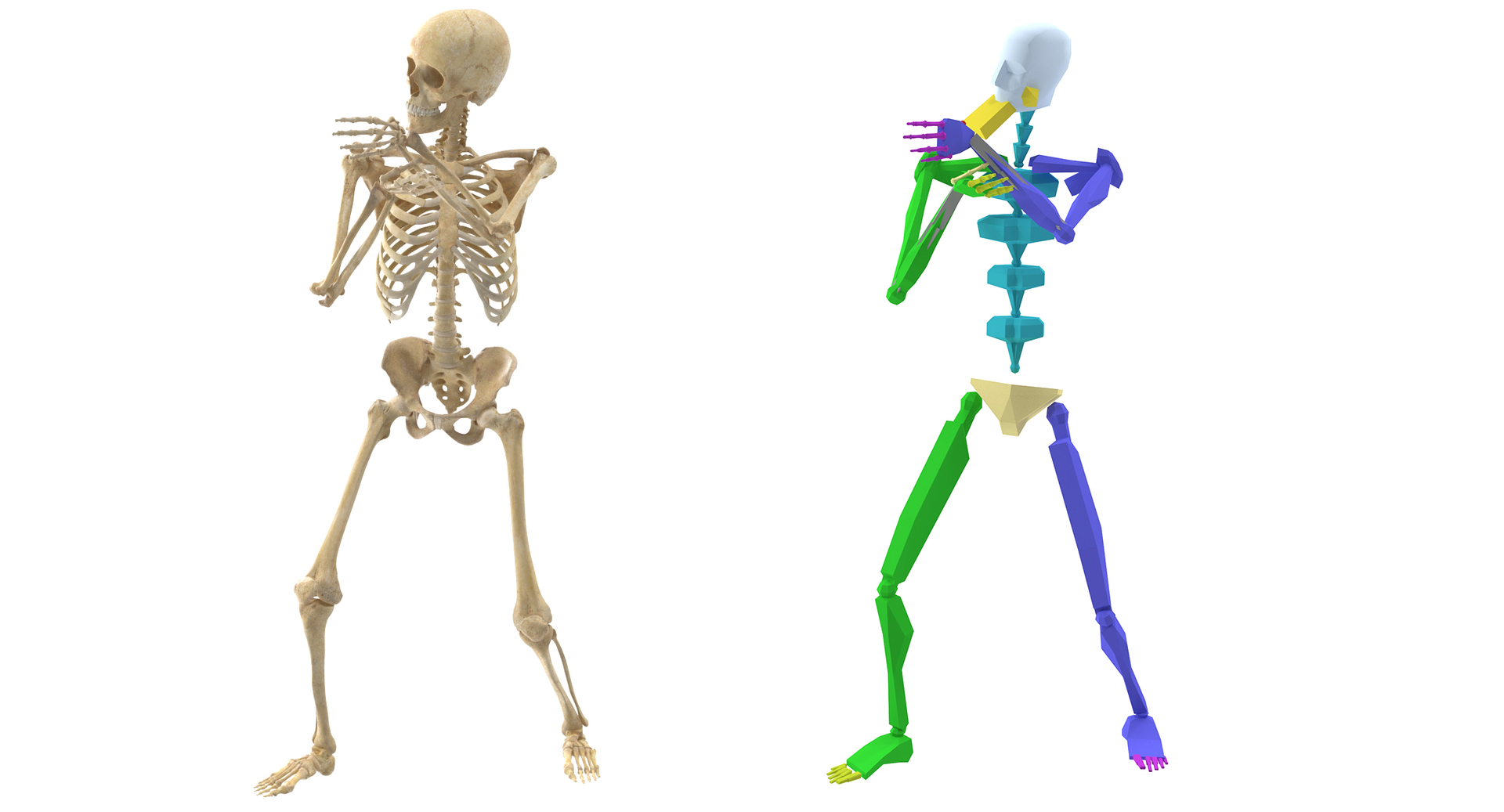 Real human woman skeleton bones 3D model - TurboSquid 1667202