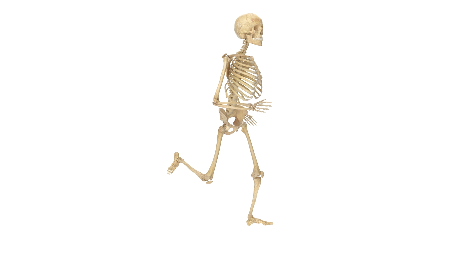 Real human woman skeleton bones 3D model - TurboSquid 1667202