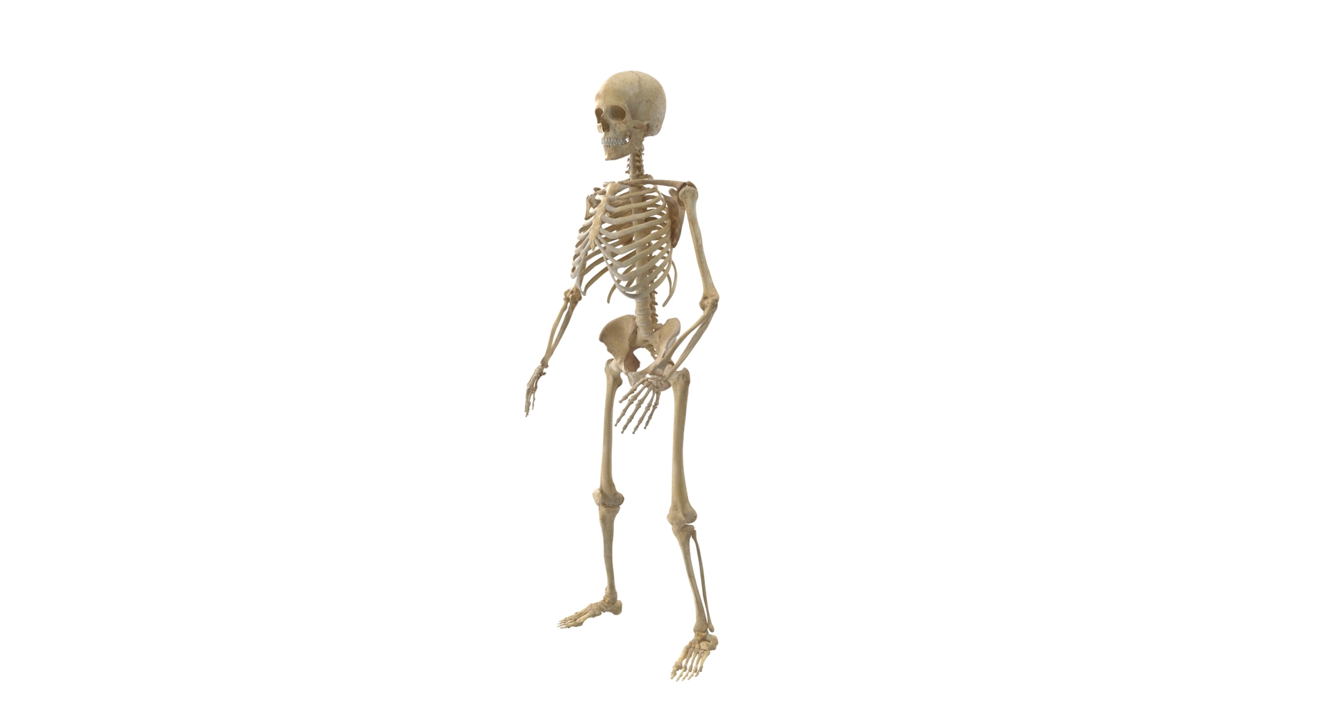 Real human woman skeleton bones 3D model - TurboSquid 1667202