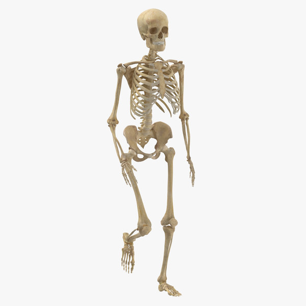 Real human female skeleton 3D model - TurboSquid 1667622