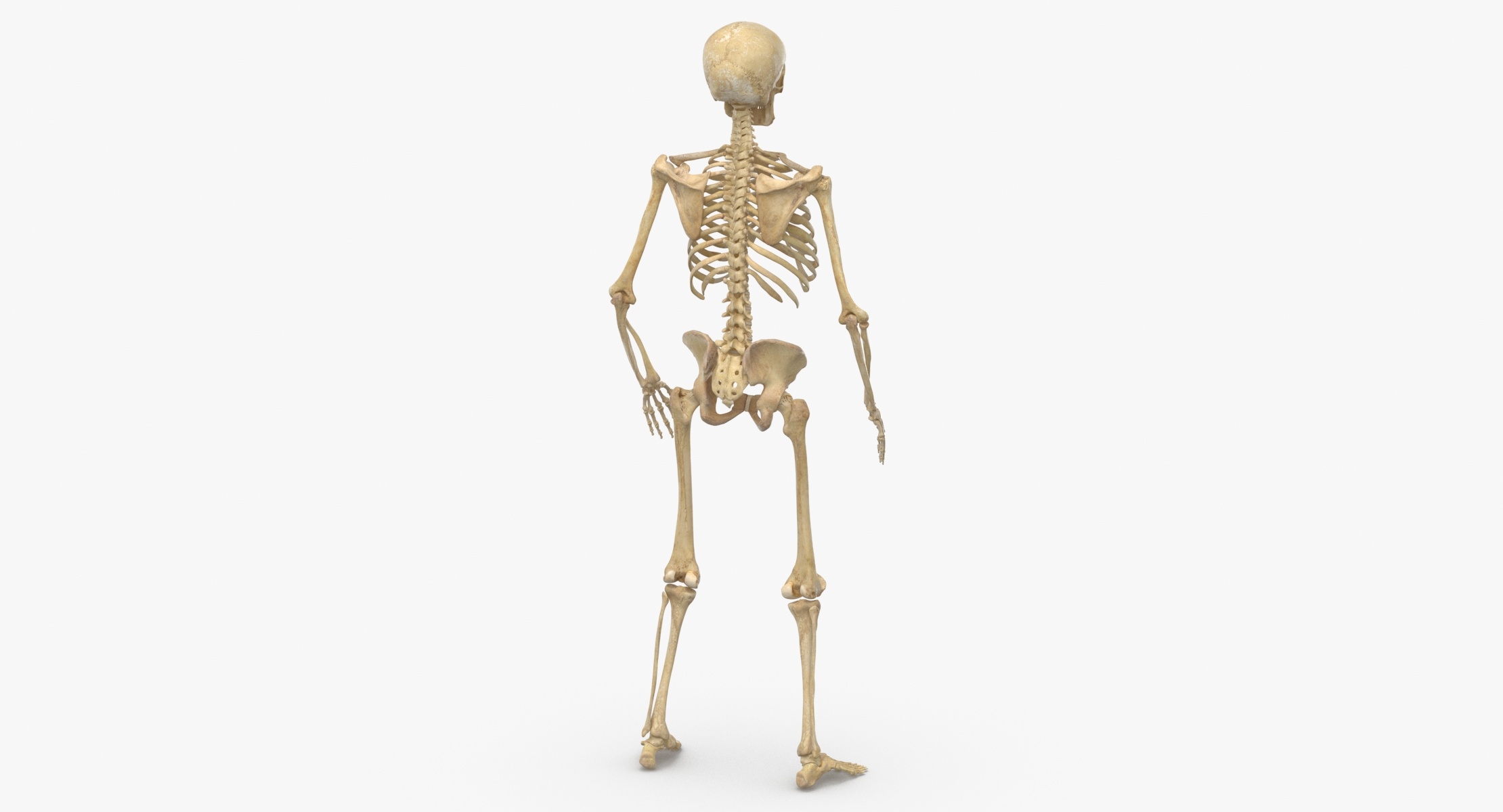 3D model real human female skeleton - TurboSquid 1667700