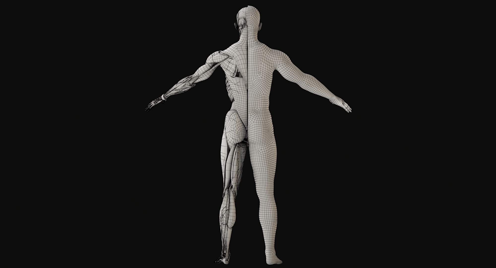 3D mesh male complete anatomy model - TurboSquid 1667705