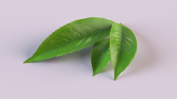 leaf 3d model