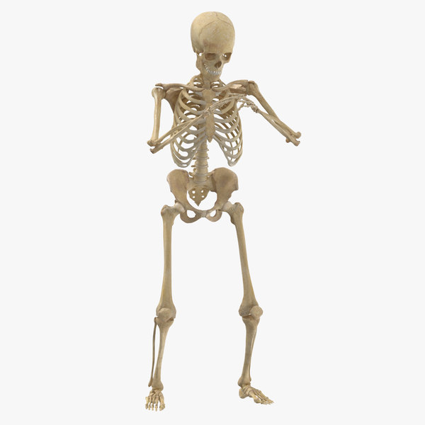 3D real human female skeleton model - TurboSquid 1667802