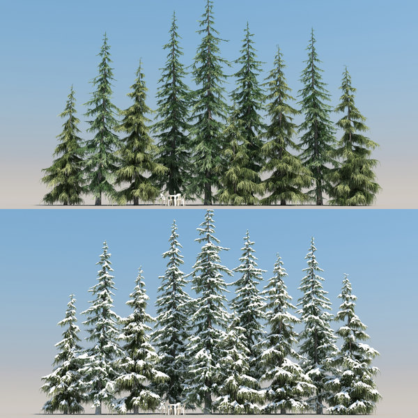 3d model blue atlas cedar cedrus
