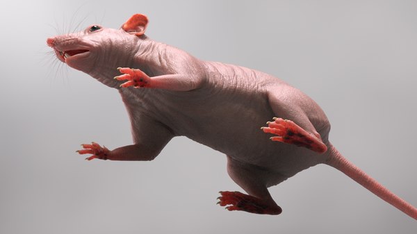 Rat skin model - TurboSquid 1670890