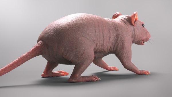 Rat skin model - TurboSquid 1670890