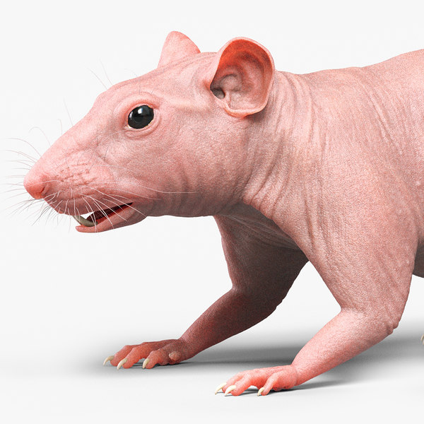 modèle 3D de Rat sans poil - TurboSquid 1670890