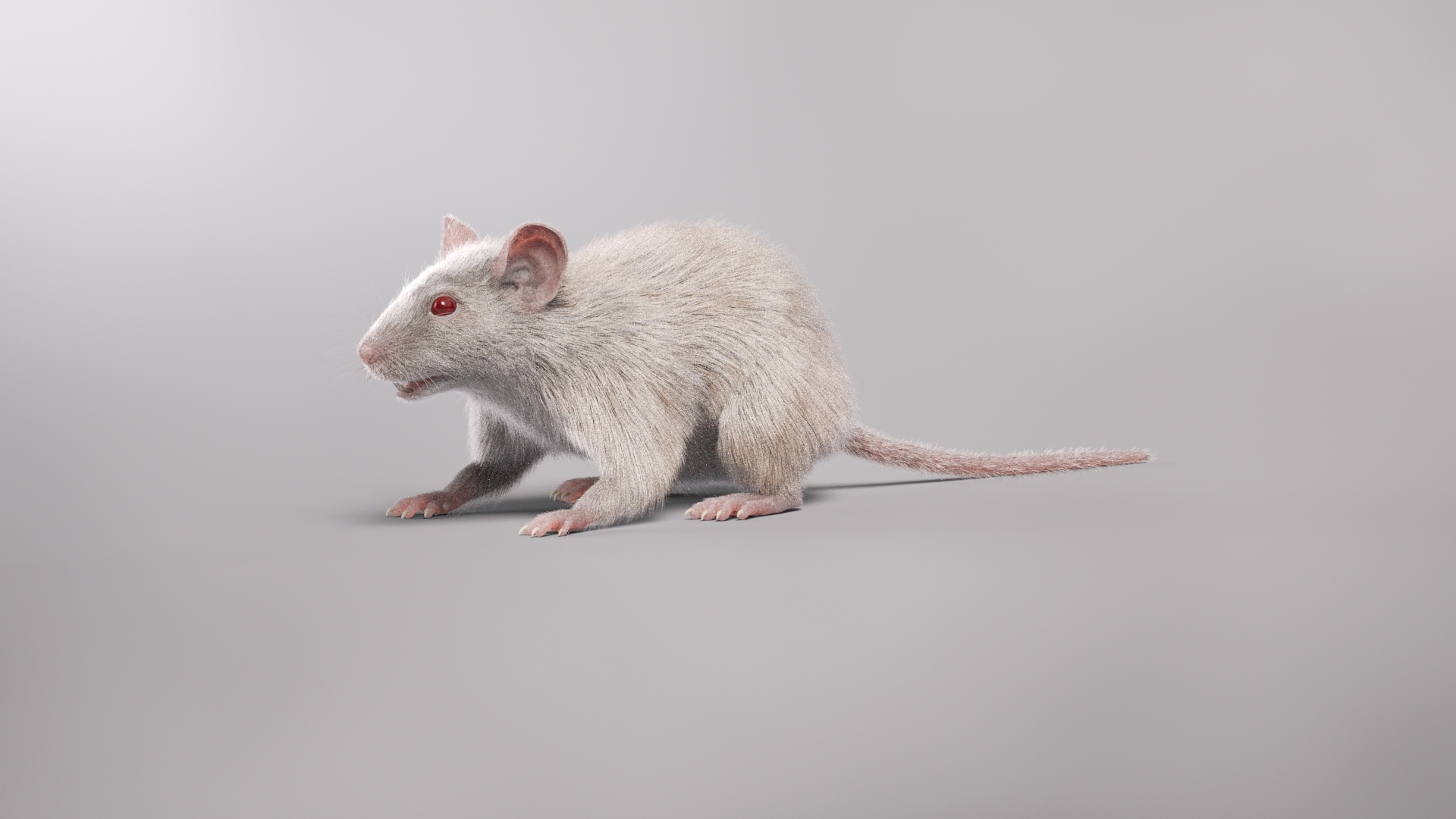 3D white mouse fur hair model - TurboSquid 1671898