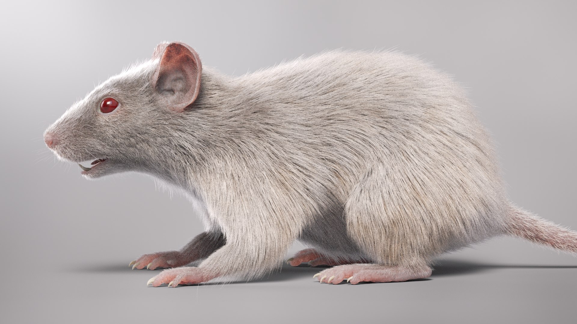 3D white mouse fur hair model - TurboSquid 1671898