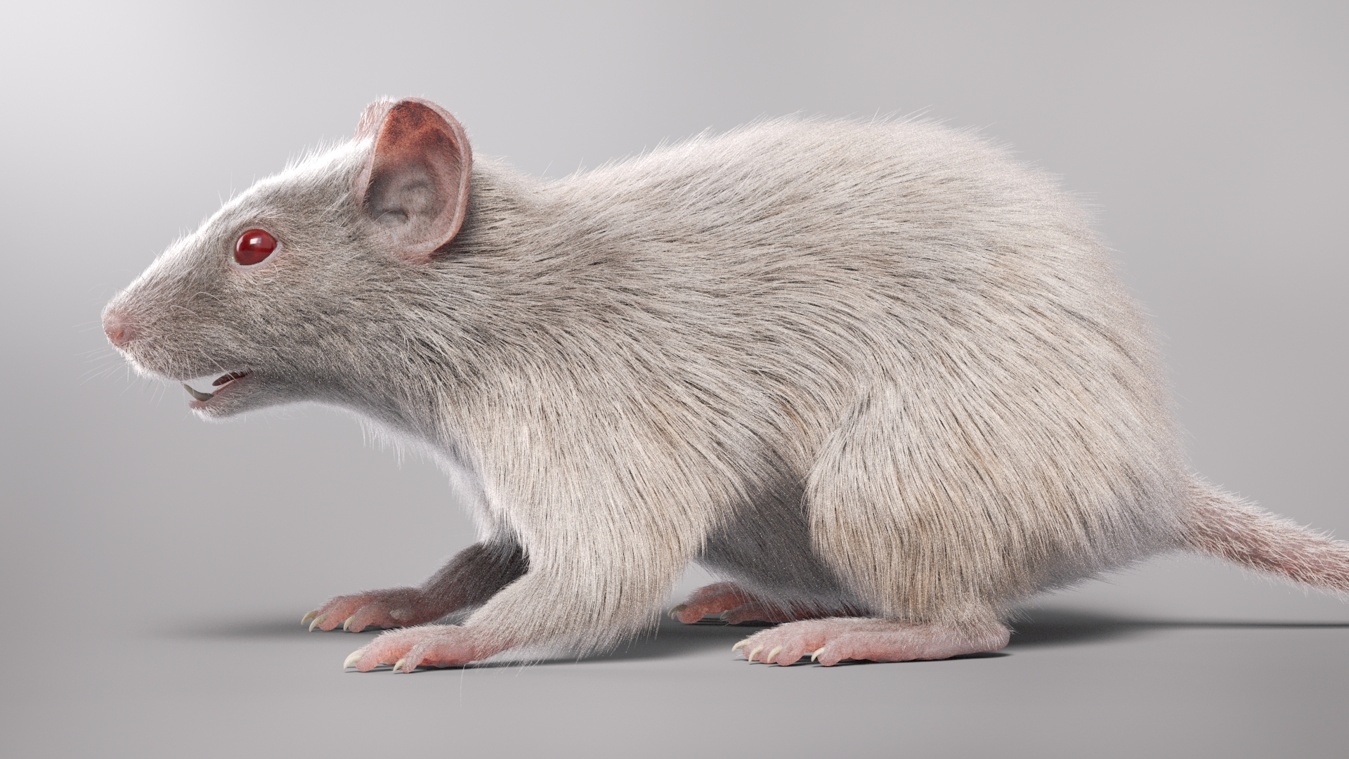 3D white mouse fur hair model - TurboSquid 1671898