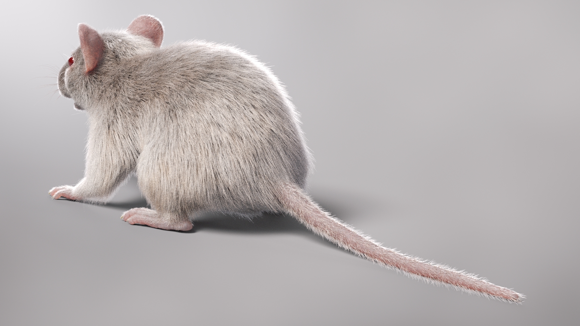 3D white mouse fur hair model - TurboSquid 1671898