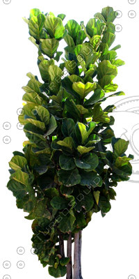 Texture Targa trees bush plant