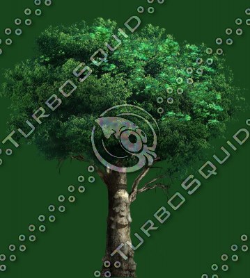 Texture Targa tree forest landscape