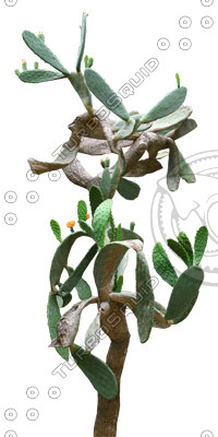 Texture Targa plant trees bush