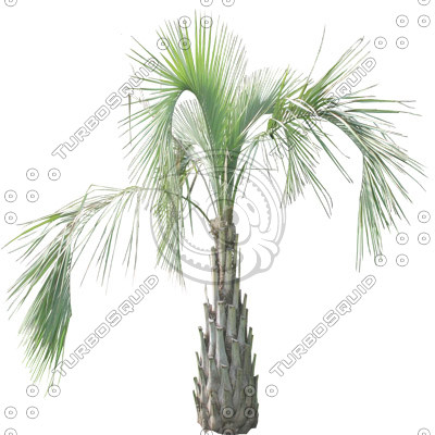 Texture Targa trees bush plant