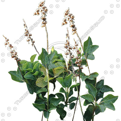 Texture Targa bush trees plant