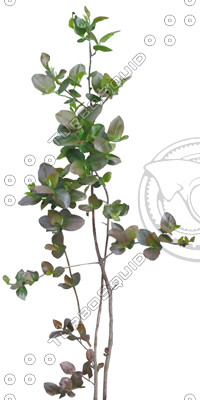 Texture Targa bush trees plant