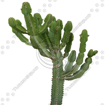 Texture Targa plant trees bush