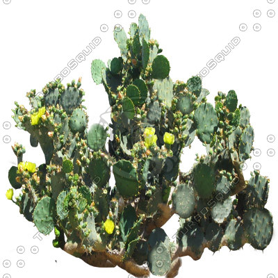 Texture Targa plant trees bush