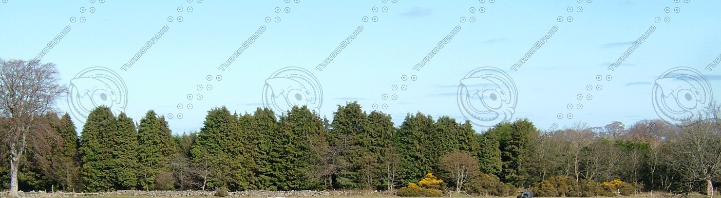 Texture Other treeline background trees
