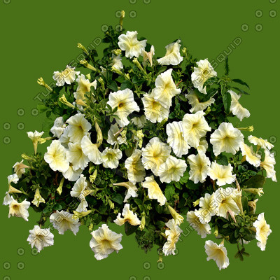 Texture Targa flower wlower grass